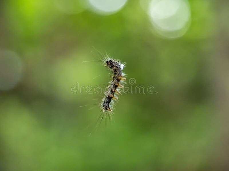 Caterpillar Hanging Thread Stock Photos - Free & Royalty-Free Stock ...