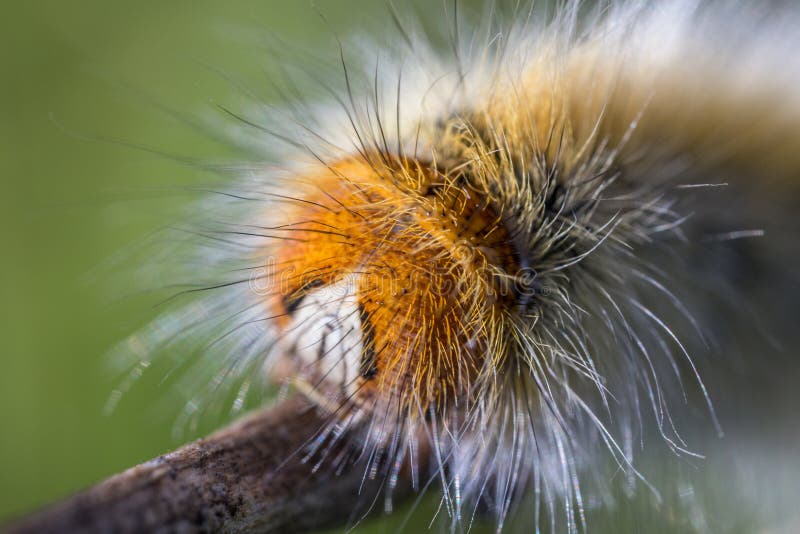 Moth caterpillar portrait stock image. Image of moth - 91018235