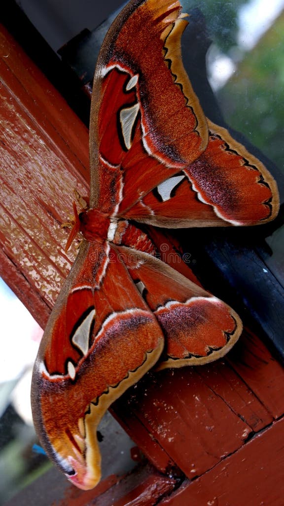 A Moth Clings To the Window Sills of the Same Color. Stock Photo ...