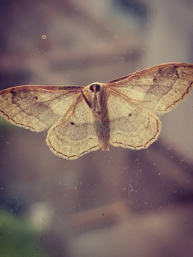 Moyh Stock Photos - Free & Royalty-Free Stock Photos from Dreamstime