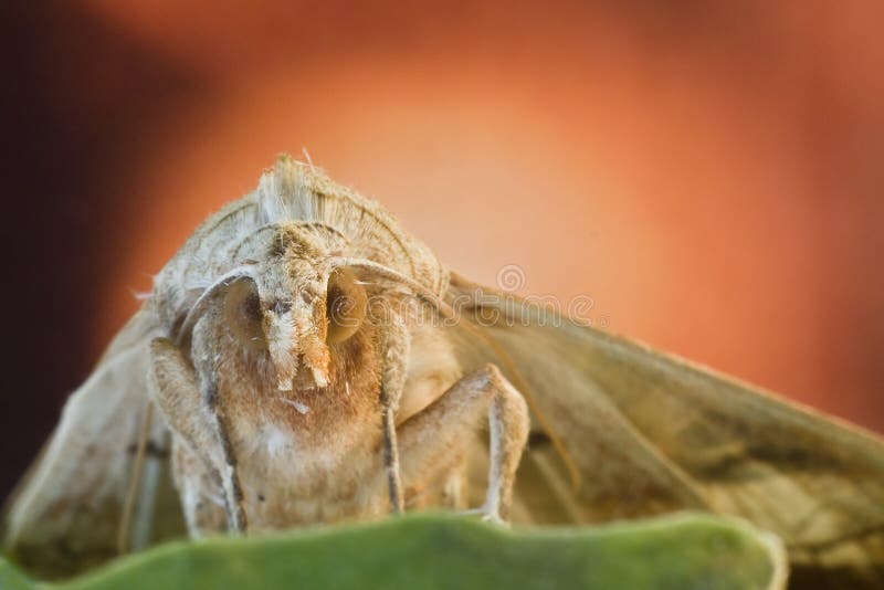 Moth Close Up Grey Large with Rings on Wings Stock Photo - Image of ...