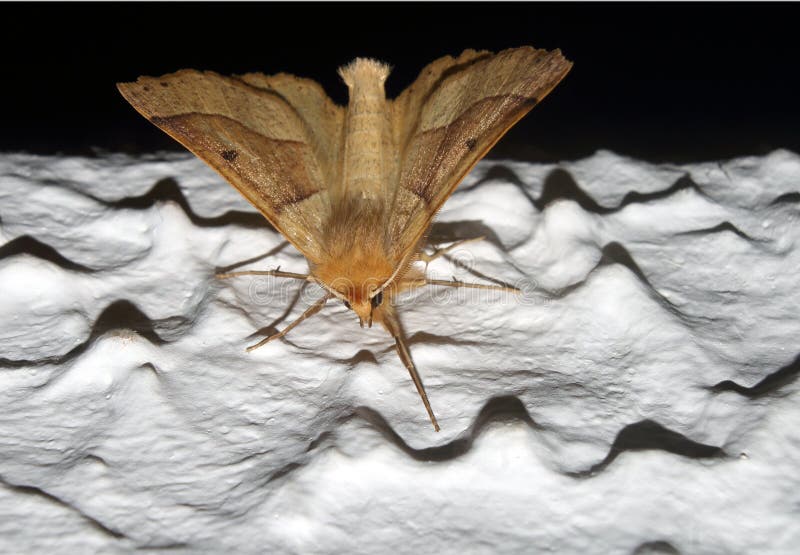 Moth close up stock photo. Image of lepidoptera, ceiling - 60457668