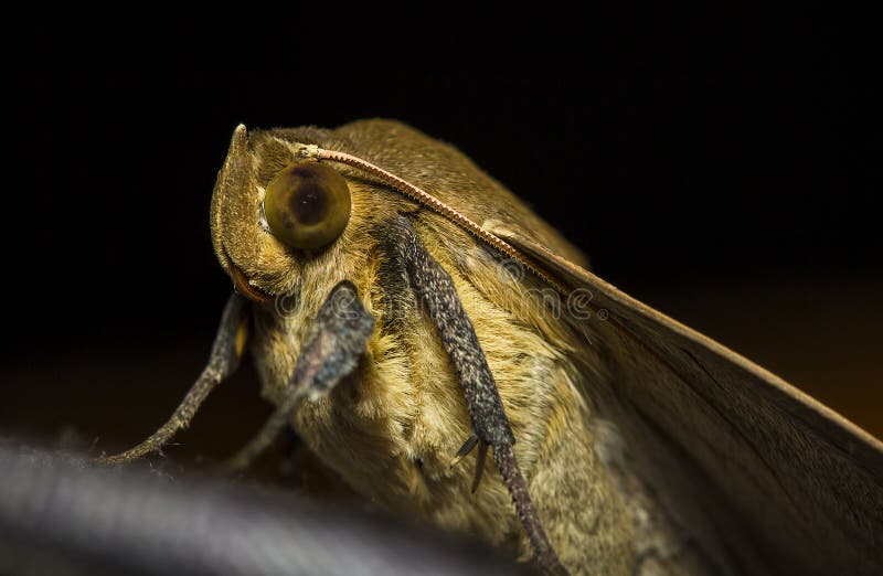 A male gypsy moth close-up stock image. Image of antenna - 10393249