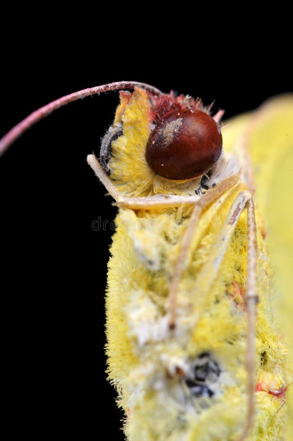 Moth closeup stock photo. Image of close, life, beauty - 9404098