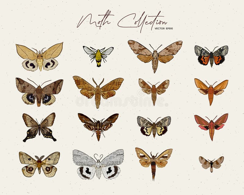Moth Collection, Hand Draw Sketch Vector Stock Vector - Illustration of ...