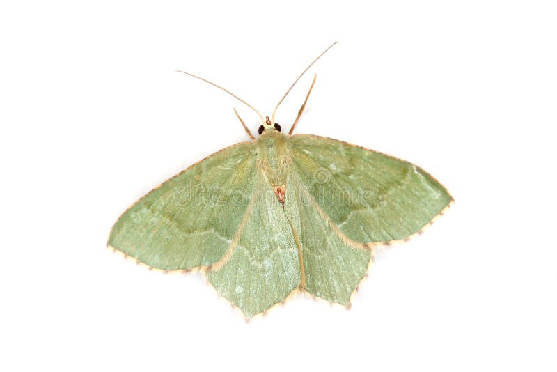 Moth, Common Emerald (Hemithea Aestivaria) Stock Image - Image of ...
