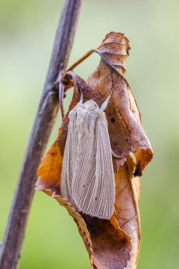 Moth stock photo. Image of mythimna, closeup, outdoor - 83351872