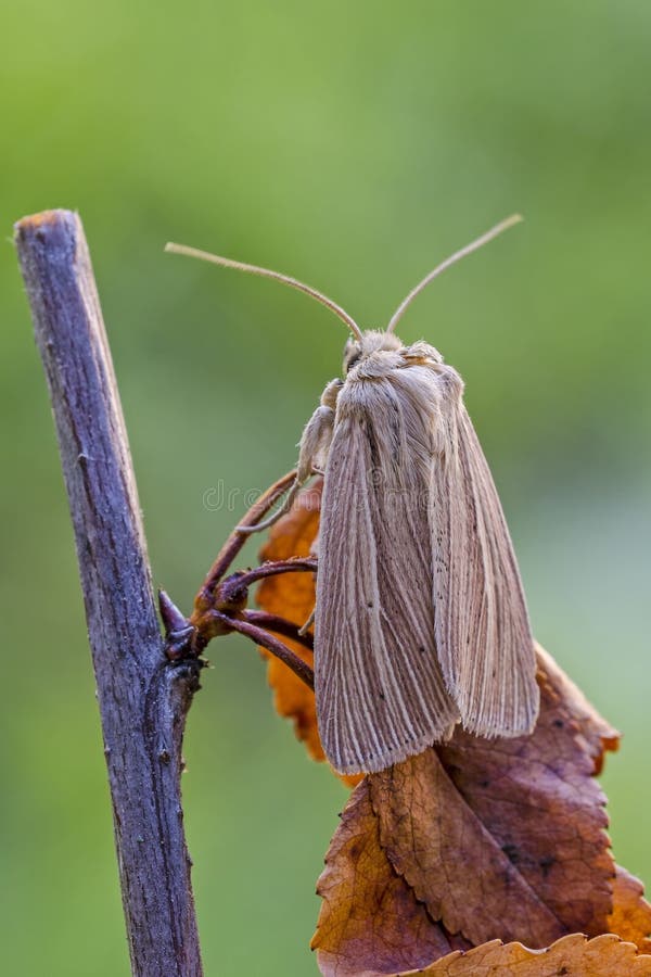 Moth stock image. Image of beautiful, grass, eyes, noctuidae - 83351875