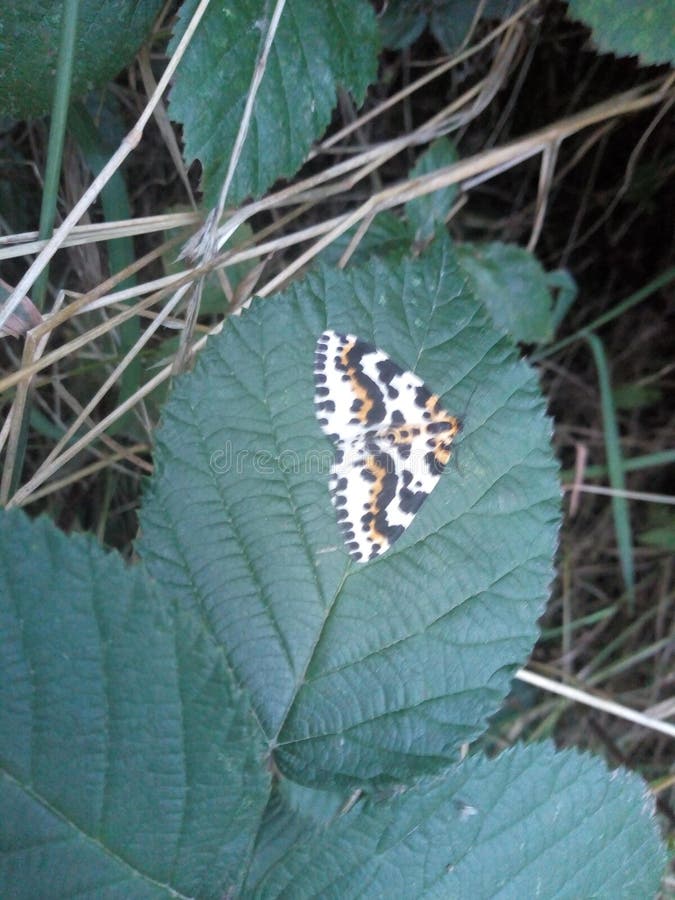Moth crazy pave stock photo. Image of moth, pave, brambles - 175982926
