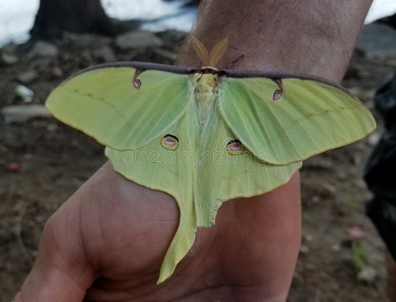 Moth of a different color stock image. Image of green - 160093621