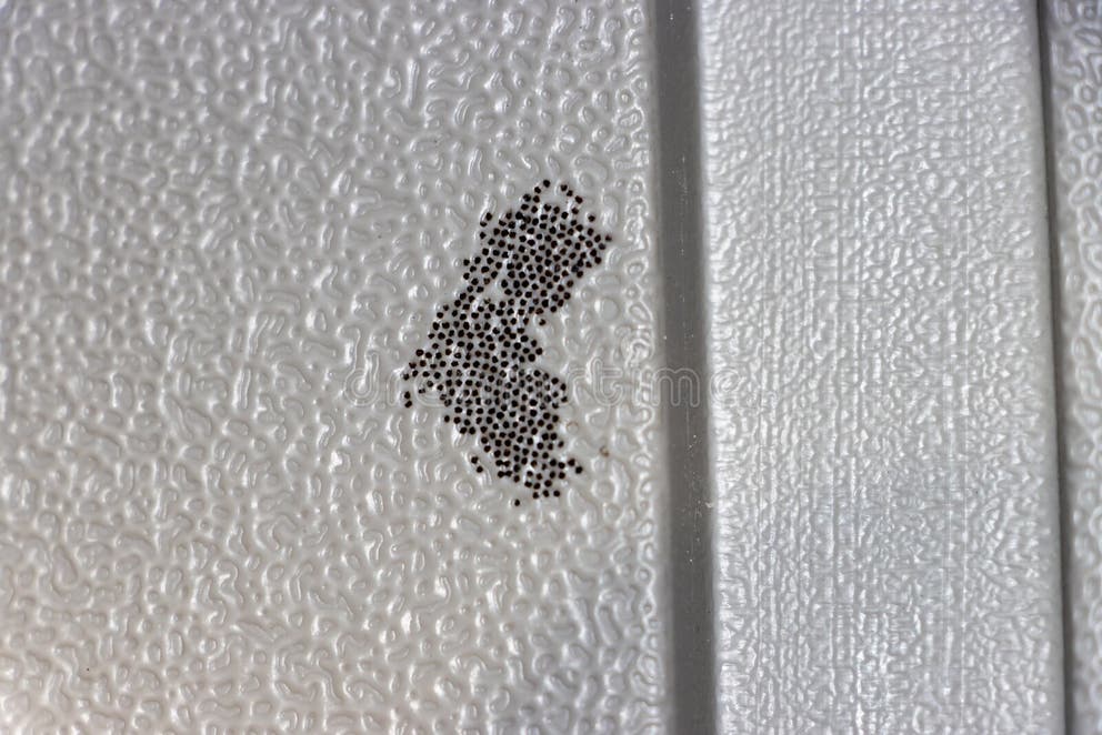 Moth Eggs on Side of Building Stock Image - Image of flash, nature ...