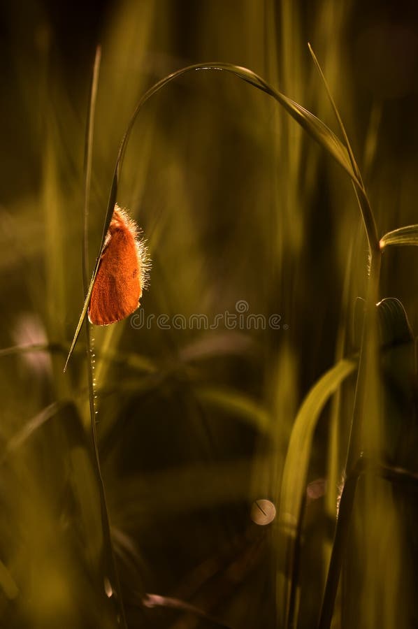 Moth stock image. Image of insect, enjoy, leaf, nature - 52534579
