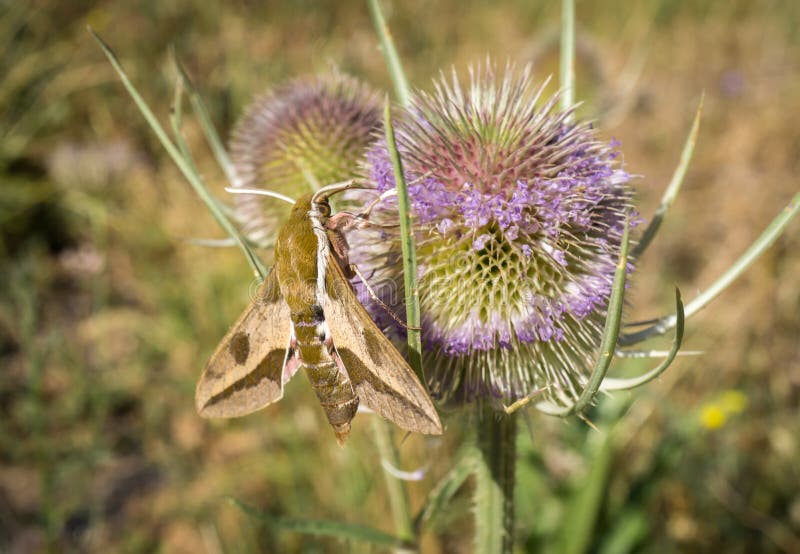 Moth Extracting Nectar from a Thistle Stock Photo - Image of flower ...