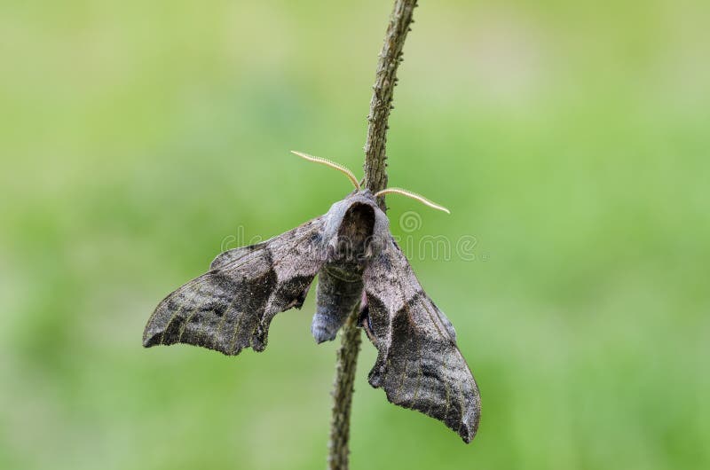 Moth stock image. Image of wildlife, wild, insect, outdoor - 41180117