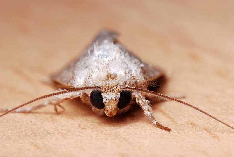 Moth Face stock image. Image of micro, sense, legs, environment - 14862989