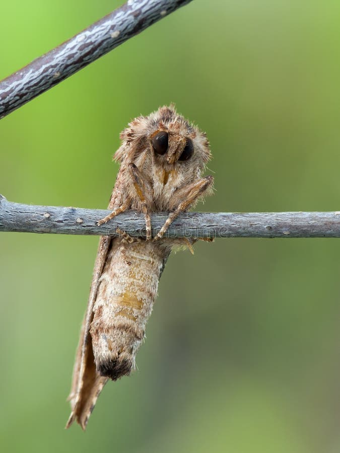 Closeup Of The Face Of A Moth Stock Image - Image of selective ...