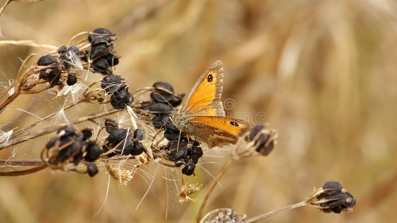 A moth feeding on seeds stock photo. Image of close, detail - 76669990