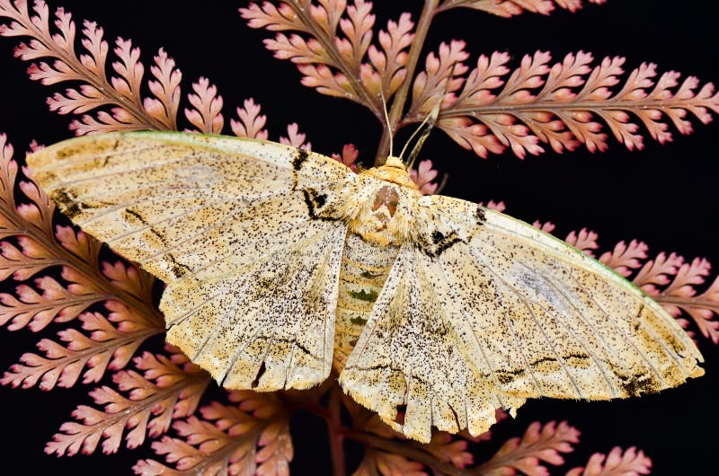 Moth on fern stock image. Image of wing, wildlife, antenna - 25798395
