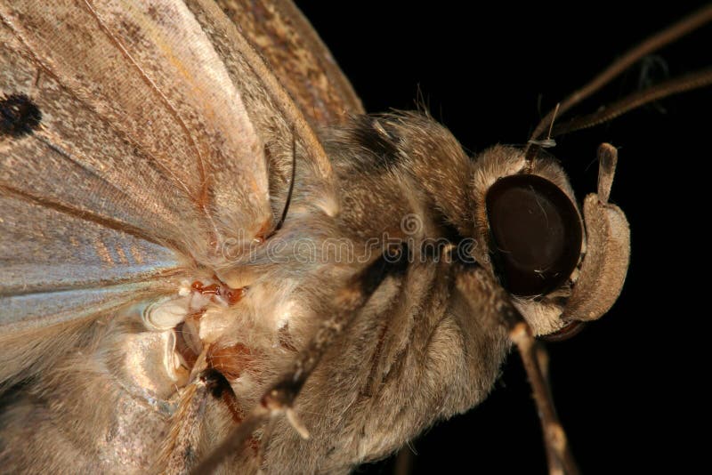Moth in flight stock photo. Image of moth, butterfly, jungle - 1110108