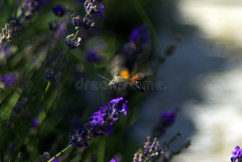 Moth in flight stock photo. Image of beautiful, flight - 52144526