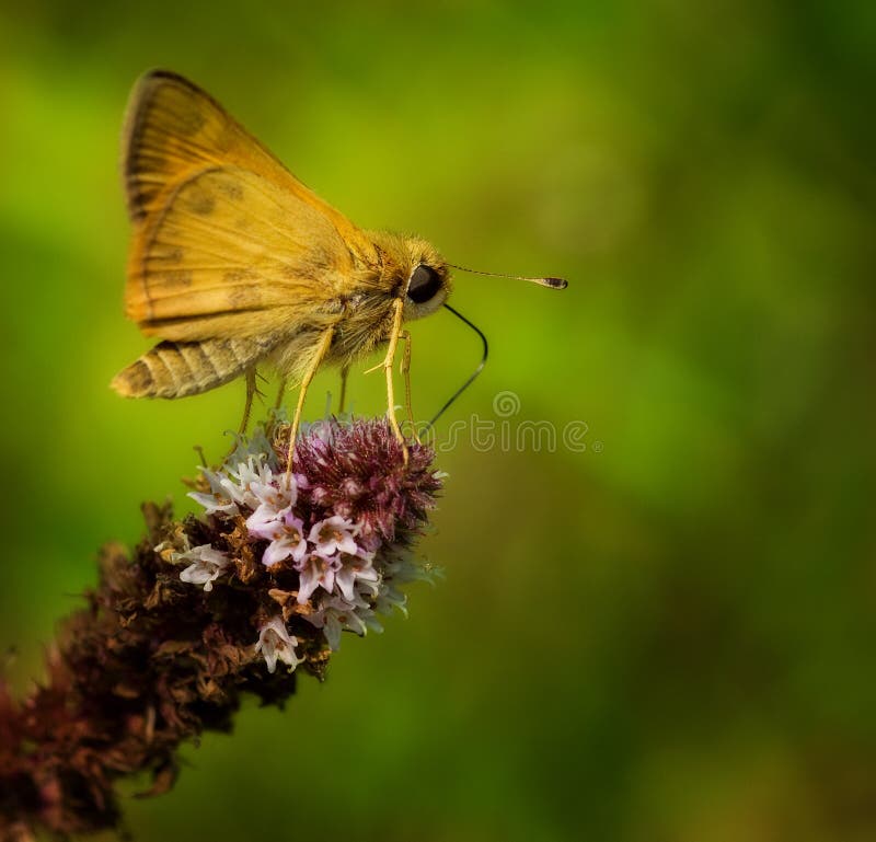 Moth and flower stock image. Image of peach, macroglossum - 146341599