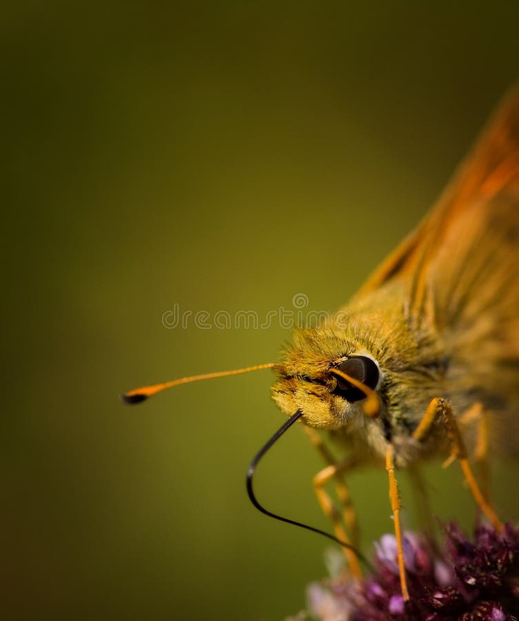 Moth on flower stock image. Image of natural, blossom - 15479797