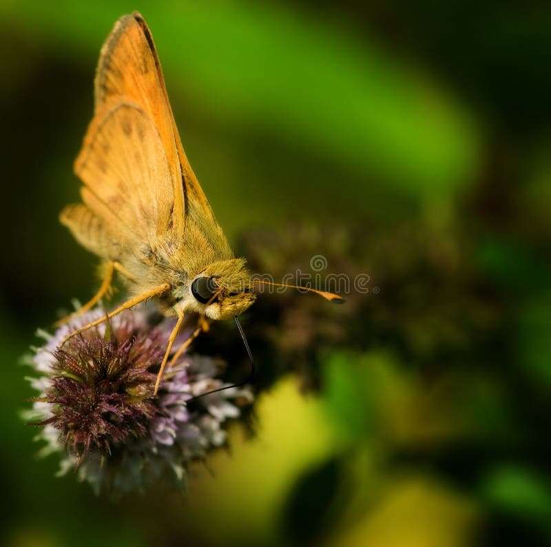 Moth on flower stock image. Image of flora, moth, resting - 15479803