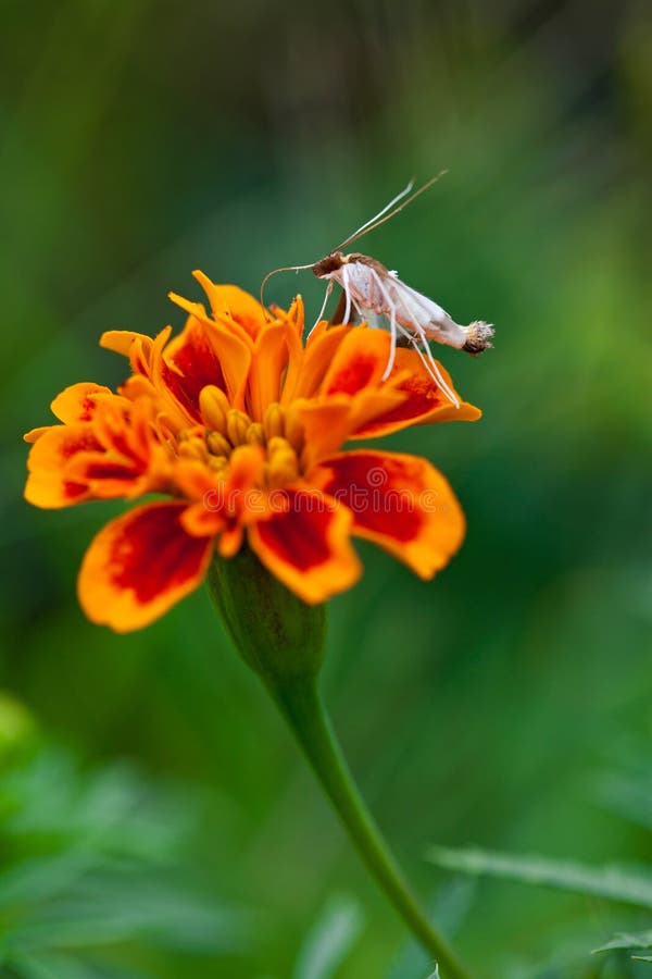 Moth and flower stock photo. Image of life, garden, field - 16369134