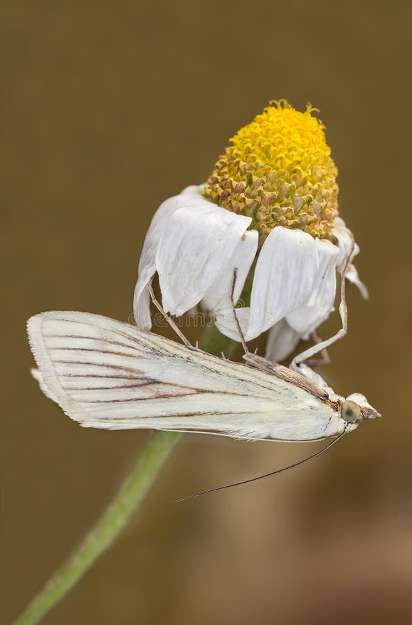 Moth on a flower stock photo. Image of animal, details - 90053134