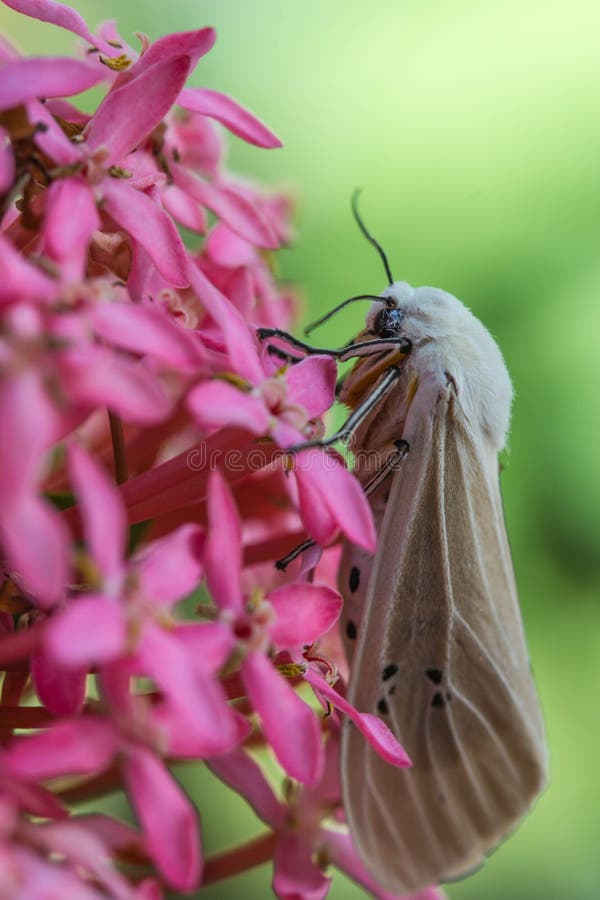 Moth on flower stock image. Image of flower, giant, plumeria - 58451791