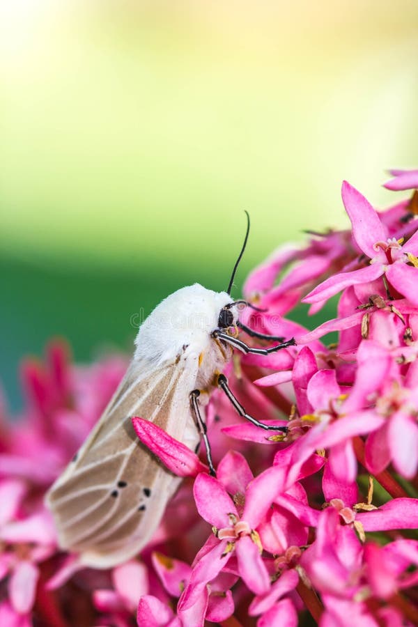 Cute Moth face stock photo. Image of close, orange, park - 8409024