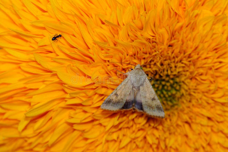 A Moth on a Flower.Decorative Sunflower Variety `Teddy Bear Stock Image ...