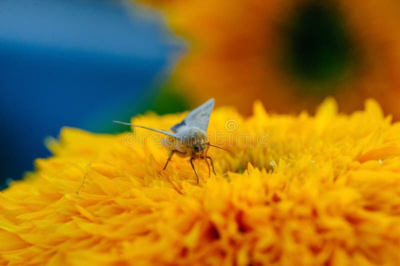 A Moth on a Flower.Decorative Sunflower Variety `Teddy Bear Stock Image ...