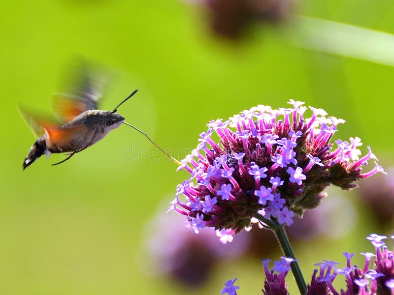 Moth with flower stock image. Image of moths, purpul - 41013269