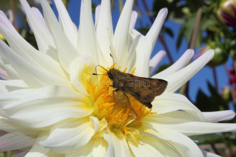 Moth on a flower stock photo. Image of moth, drinking - 101253178