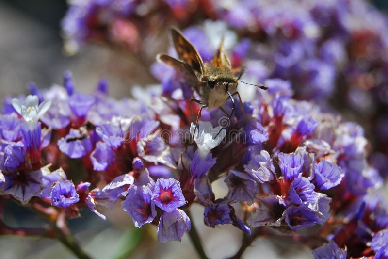 Moth on Flowers stock photo. Image of flower, moth, flowers - 49854972