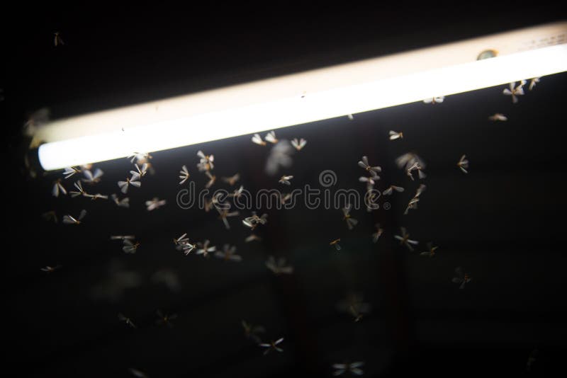 Moth Flying in the Fire ,the Neon Light in Night Time, it`s Raining ...