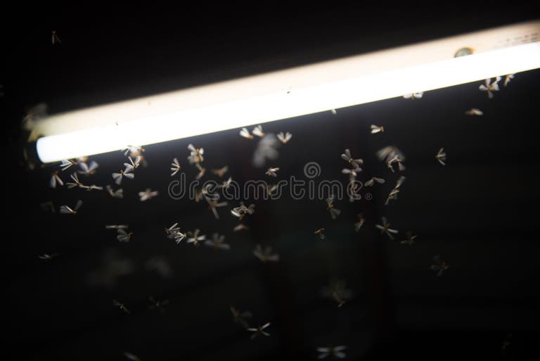 Moth Flying in the Fire ,the Neon Light in Night Time, it`s Raining ...