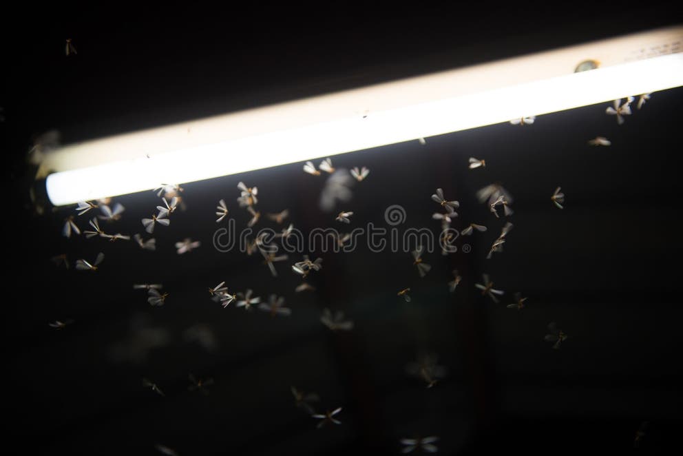 Moth Flying in the Fire ,the Neon Light in Night Time, it`s Raining ...