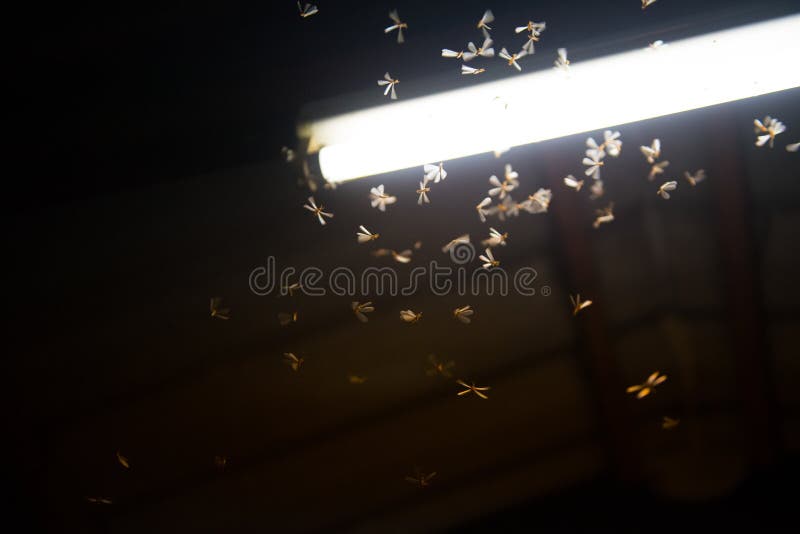 Moth Flying in the Fire ,the Neon Light in Night Time, it`s Raining ...