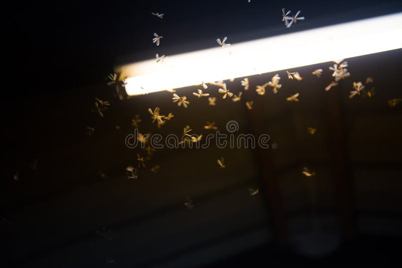 Moth Flying in the Fire ,the Neon Light in Night Time, it`s Raining ...