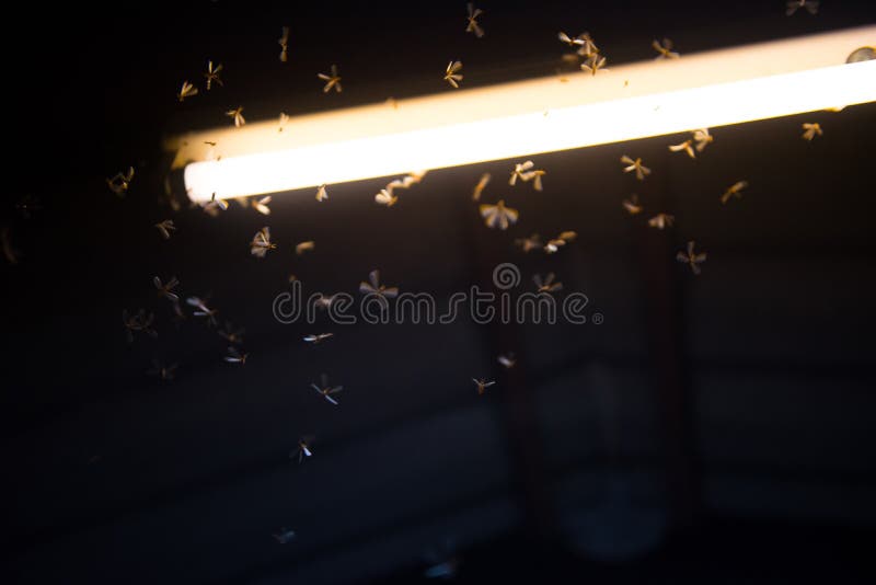 Moth Flying in the Fire ,the Neon Light in Night Time, it`s Raining ...