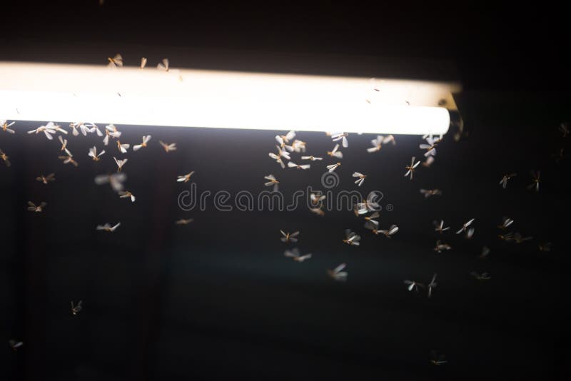 Moth Flying in the Fire ,the Neon Light in Night Time, it`s Raining ...