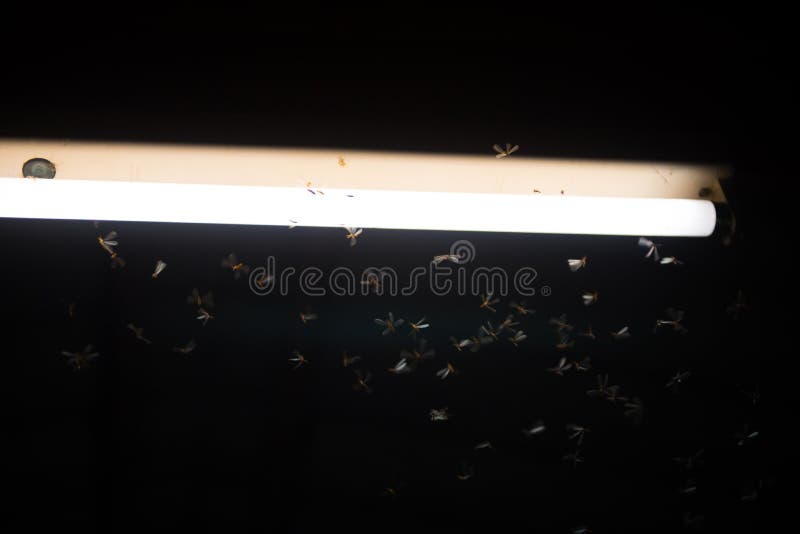 Blur Moth Flying in the Fire ,the Neon Light in Night Time, it`s ...