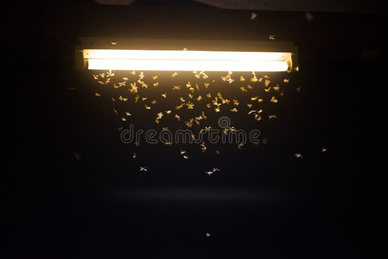 Moth Flying in the Fire ,the Neon Light in Night Time, it`s Raining ...