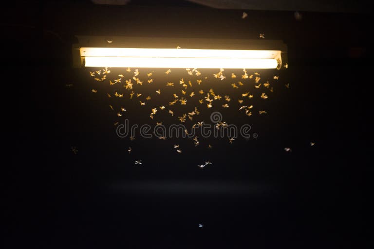 Moth Flying in the Fire ,the Neon Light in Night Time, it`s Raining ...