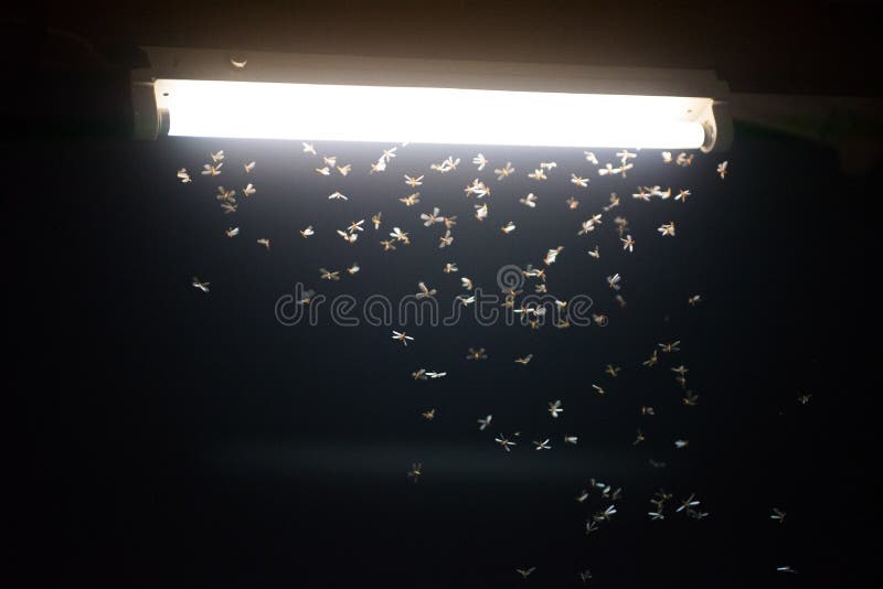 Moth Flying in the Fire ,the Neon Light in Night Time, it`s Raining ...