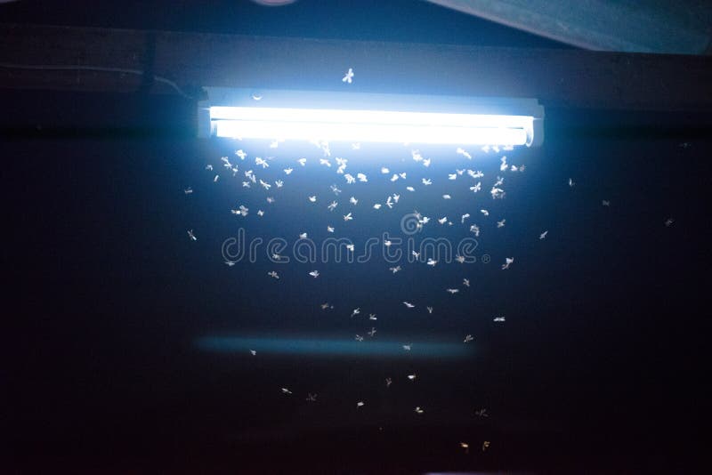 Moth Flying in the Fire ,the Neon Light in Night Time, it& X27;s ...