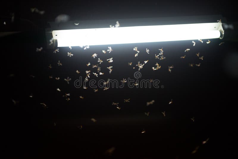 Moth Flying in the Fire ,the Neon Light in Night Time, it`s Raining ...