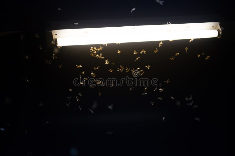 Moth Flying in the Fire ,the Neon Light in Night Time, it`s Raining ...